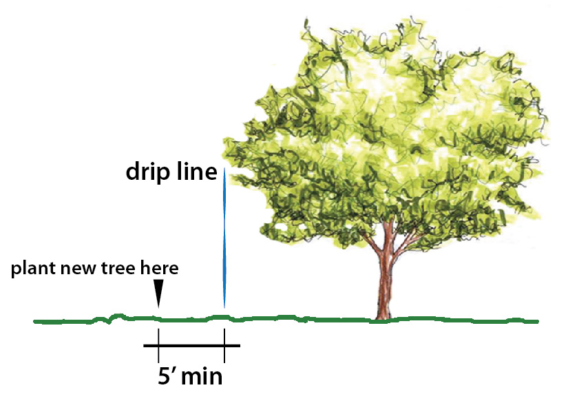 Drip Line Diagram | Urban Tree Alliance Drip Line Diagram | Urban Tree Alliance