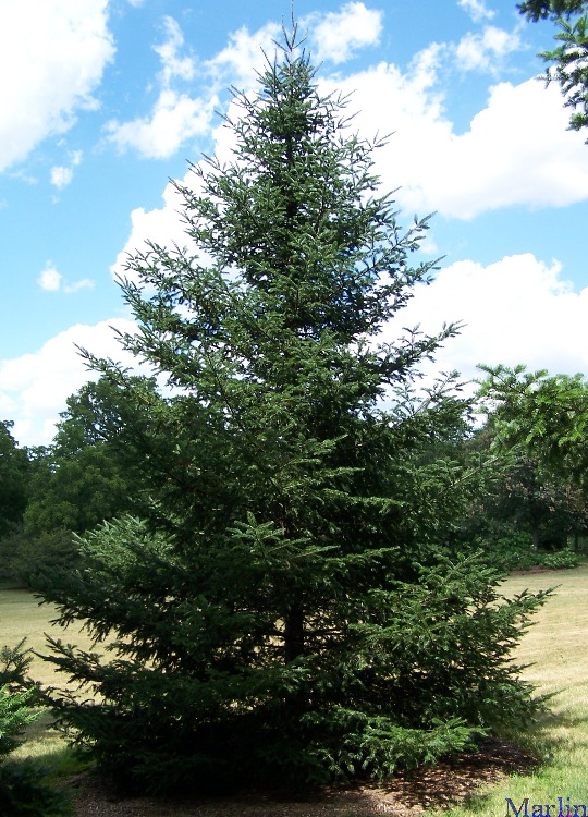 Balsam Fir Tree Identification